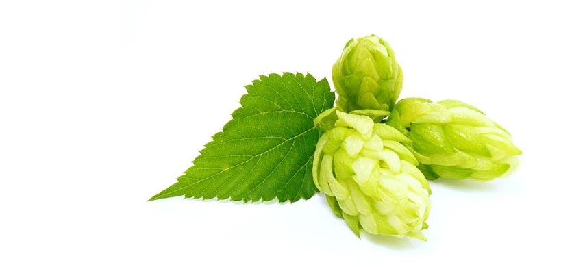 Humulus Lupulus Flower Extract - Kingsci